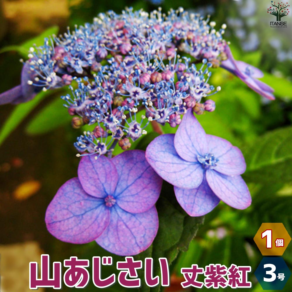 【楽天市場】ITANSE 山アジサイの苗 品種：丈紫紅 ( じょうしこう ) 花苗 3号ポット 1個売り 花木 花木の苗 花の苗 山アジサイ ヤマアジサイ Hydrangea hybrids ...