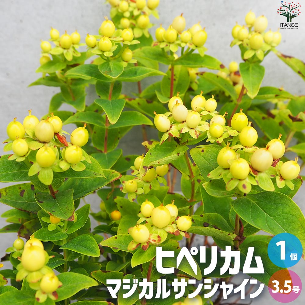 【楽天市場】【送料無料】ヒペリカム マジカルサンシャイン 【花苗 3.5号ポット／1個売り】オトギリソウ Hypericum Miracle night トリカラー 黄金葉：植物販売の ...