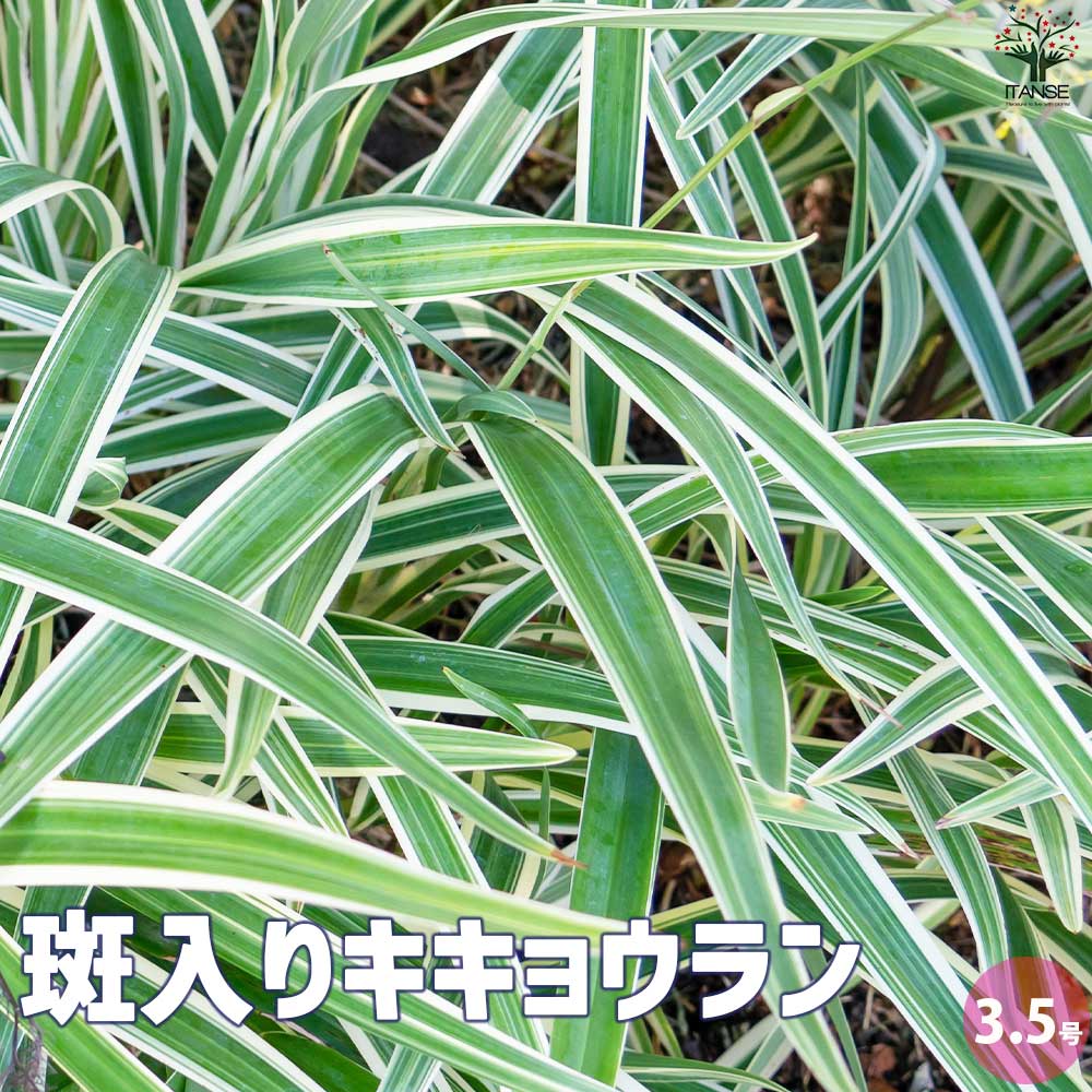 【楽天市場】ITANSE キキョウラン斑入り 花苗 3.5号鉢 花の苗 スイカズラ ガーデニング 庭木 植木 花木 送料無料 即納：植物販売のITANSE楽天市場店