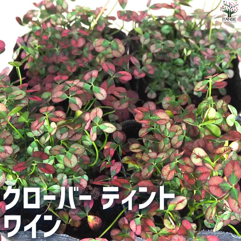 【楽天市場】ITANSE クローバー ティント ワイン 花苗 9cmポット カラーリーフ グランドカバー 寄せ植え ガーデニング 送料無料 即納：植物販売のITANSE楽天市場店