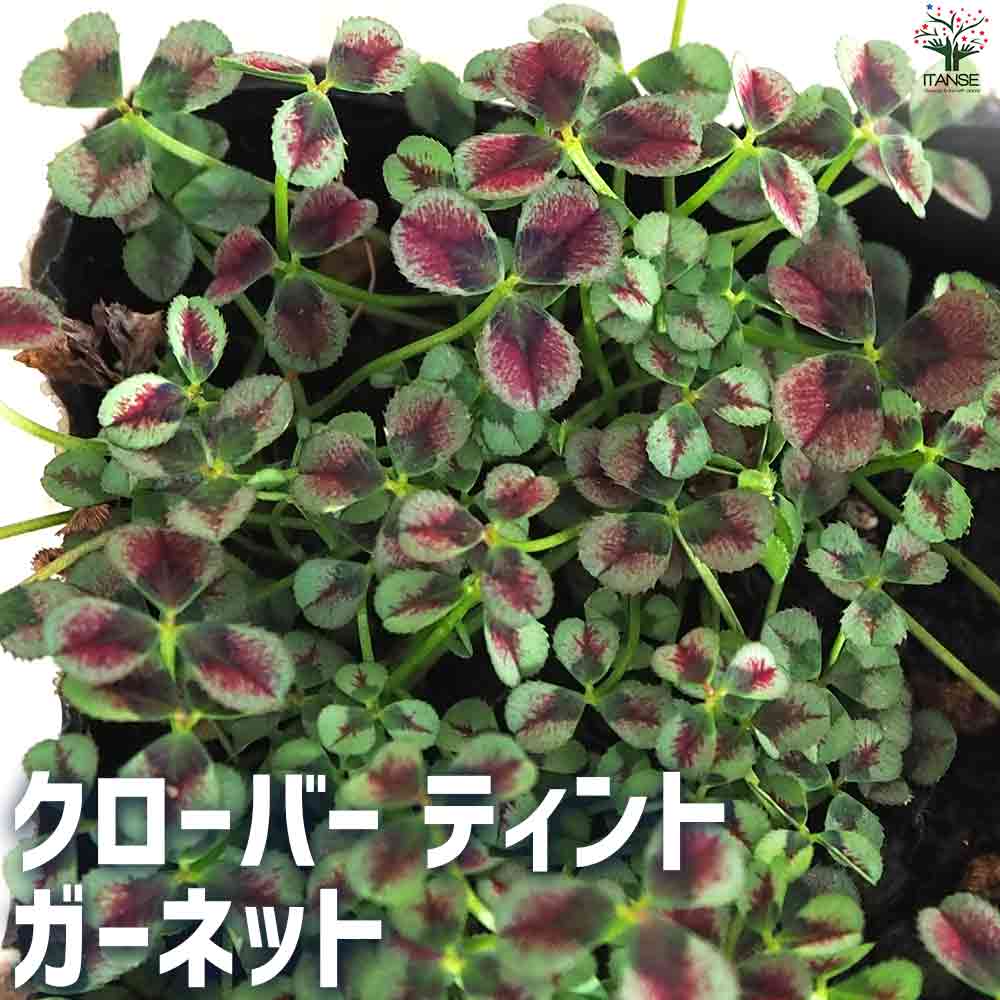 【楽天市場】ITANSE クローバー ティント ガーネット 花苗 9cmポット カラーリーフ グランドカバー 寄せ植え ガーデニング 送料無料 即納：植物販売のITANSE楽天市場店