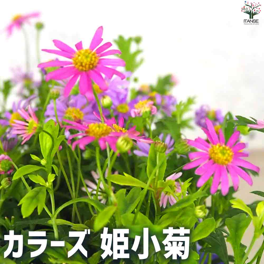 【楽天市場】【送料無料】カラーズ 姫小菊【花苗 10.5cm】色MIX ハンギング ミックス Sutera 園芸品種 カラーリーフ：植物販売のITANSE楽天市場店
