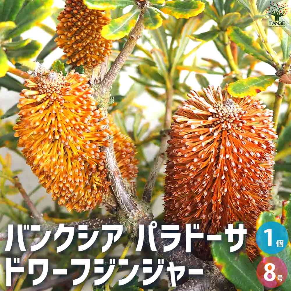 【楽天市場】ITANSE バンクシアパラドーサドワーフジンジャー 多肉植物 7号鉢 花苗 花木苗 花の苗 ガーデニング 鑑賞 栽培 庭園 菜園 送料無料 即納：植物販売のITANSE楽天市場店