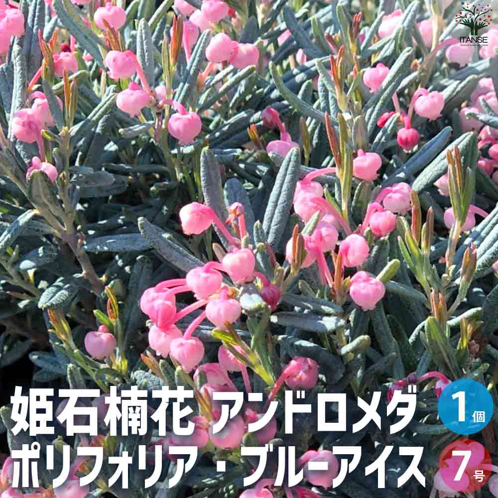 【楽天市場】ITANSE 姫石楠花 アンドロメダ ポリフォリア ブルーアイス 花苗 7号鉢 花木 花木苗 姫シャクナゲ 花木の女王 ガーデニング 送料無料 即納：植物販売のITANSE楽天市場店