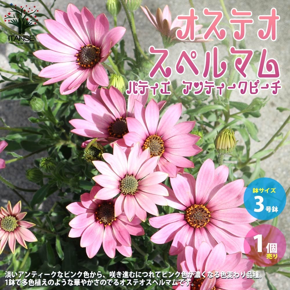 【楽天市場】ITANSE オステオスペルマム アンティークピーチ 花苗 3号ポット Osteospermum アフリカンデージー デイジー 寄せ植え ガーデニング 送料無料 即納：植物販売の ...