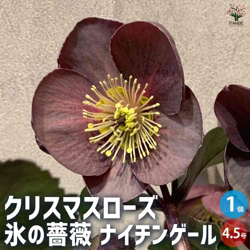 【楽天市場】ITANSE クリスマスローズ 氷の薔薇 ナイチンゲール 花苗 4.5号鉢 クリスマスローズ苗 キンボウゲ ヘレボルス 多花性 カラーリーフ 生け垣 生垣 庭木 植木 花木 花壇 ...