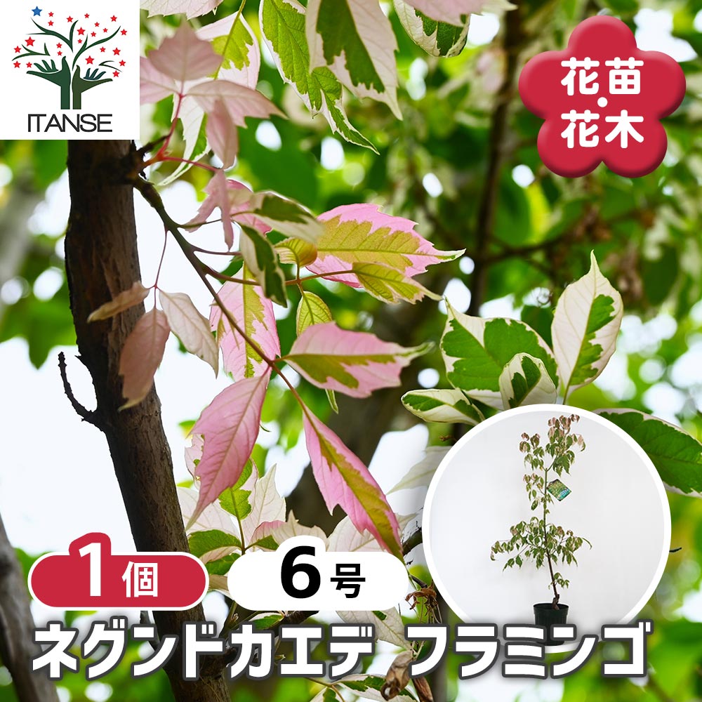 【楽天市場】【送料無料】ネグンドカエデ フラミンゴ 【 花木苗 6号／1個売り 】 ネグンドカエデ フラミンゴ セイヨウカエデ 西洋カエデ トネリコバノカエデ 苗 苗木 フラワー：植物販売の ...