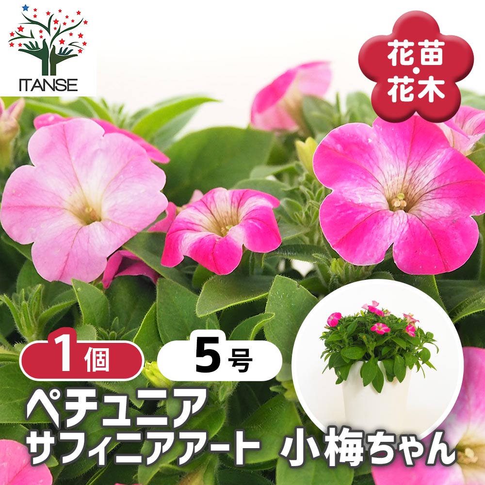 【楽天市場】【ポイント2倍★マラソン期間】ペチュニア サフィニアアート 小梅ちゃん 【 花苗 5号／1個売り 】 花 花苗 花の苗 ペチュニア 衝羽根朝顔 ツクバネアサガオ Petunia ...
