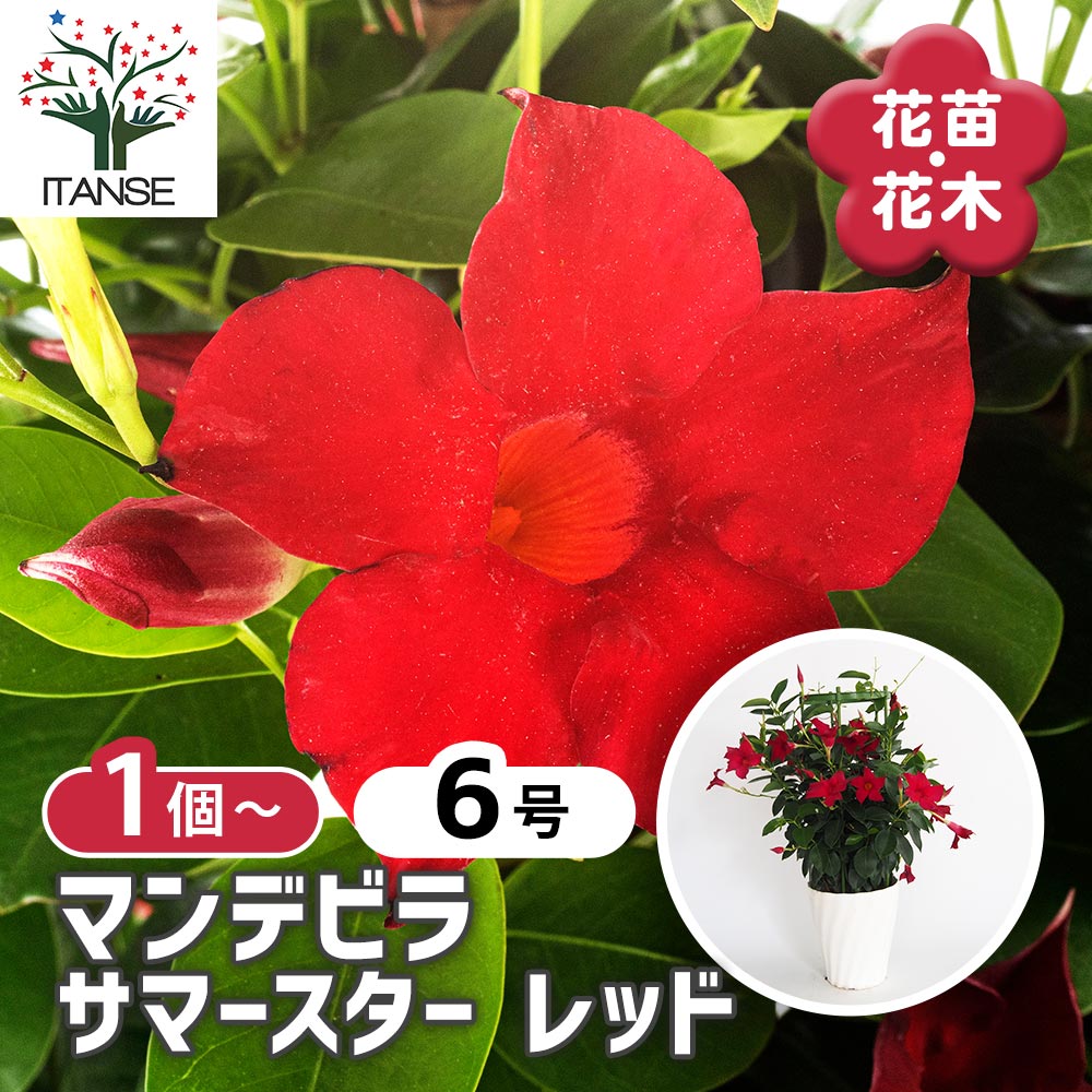 【楽天市場】【ポイント2倍★マラソン期間】マンデビラ サマースターレッド 【 花苗 6号／1個売り 】 花木 花の苗 花木の苗 多年草 ツル性：植物販売のITANSE楽天市場店