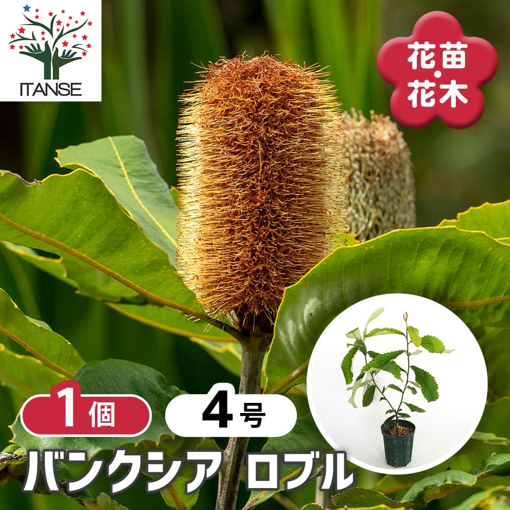 【楽天市場】【ポイント2倍★マラソン期間】 バンクシア ロブル 【 花木苗 4号／1個売り 】 花苗 花木苗 花の苗 ガーデニング 鑑賞 栽培 庭園 菜園：植物販売のITANSE楽天市場店