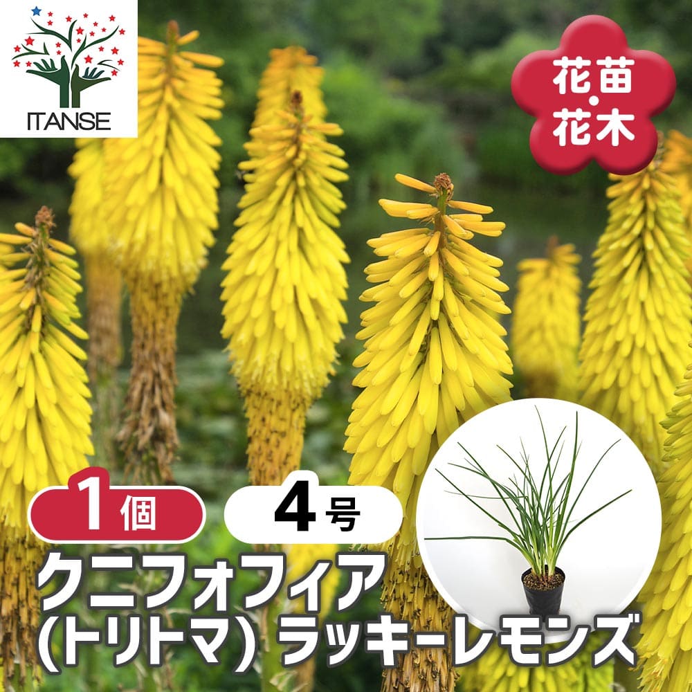 【楽天市場】【ポイント2倍★マラソン期間】 クニフォフィア(トリトマ) ラッキーレモンズ 【 花苗 4号／1個売り 】 トーチリリー Torch Lily 赤熊百合 シャグマユリ グリーンの蕾 ...
