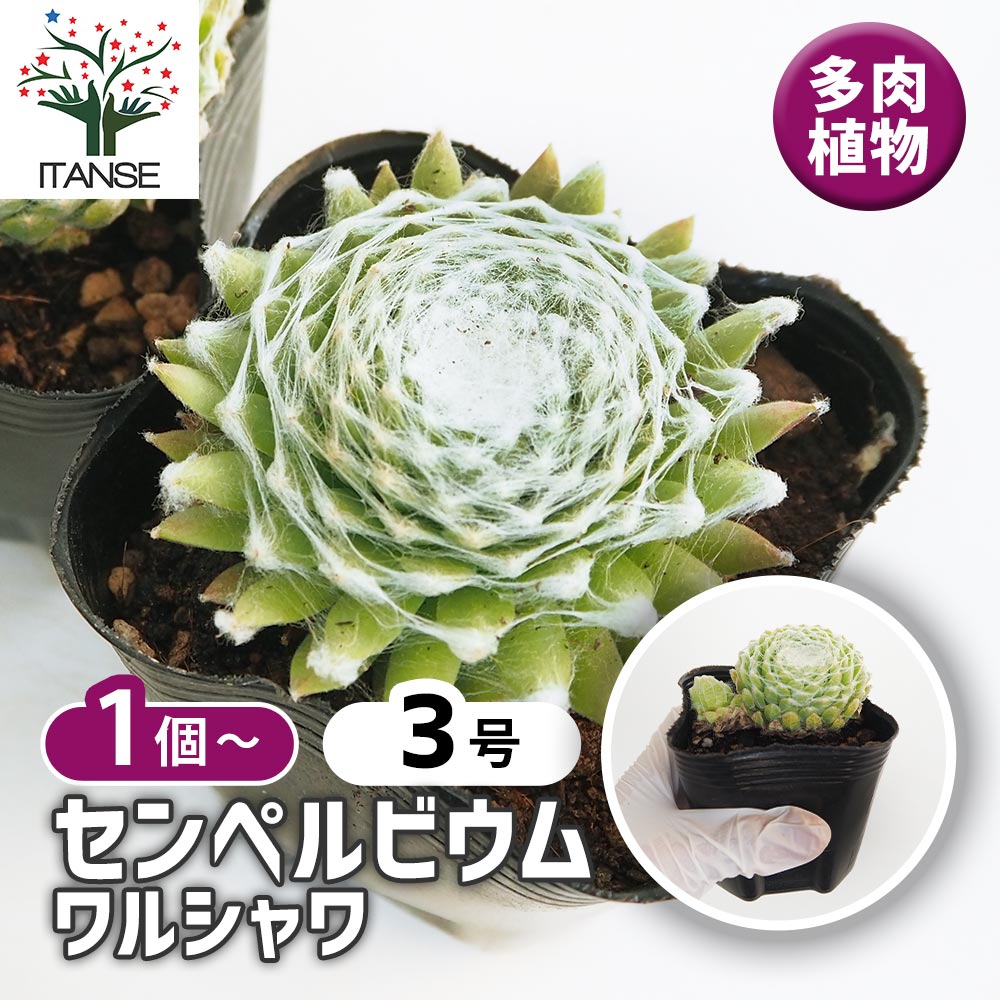 【楽天市場】【ポイント2倍★マラソン期間】センペルビウム ワルシャワ 【 多肉植物 3号 】 多肉 観葉植物 観葉 インテリア ギフト プレゼント：植物販売のITANSE楽天市場店