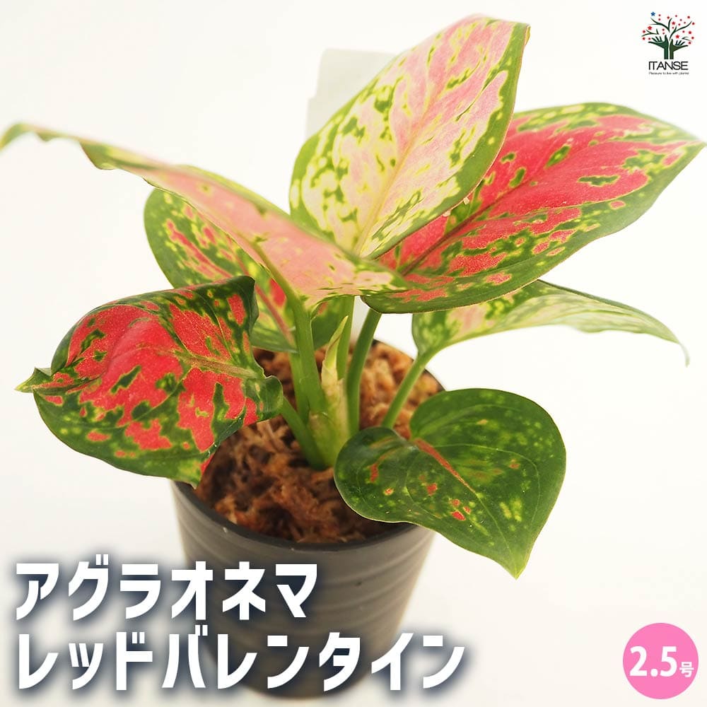 【楽天市場】【送料無料】アグラオネマ レッドバレンタイン 【 観葉植物 2.5号 】 Aglaonema オフィス リビング 玄関 庭 屋内 インテリア 事務所：植物販売のITANSE楽天市場店
