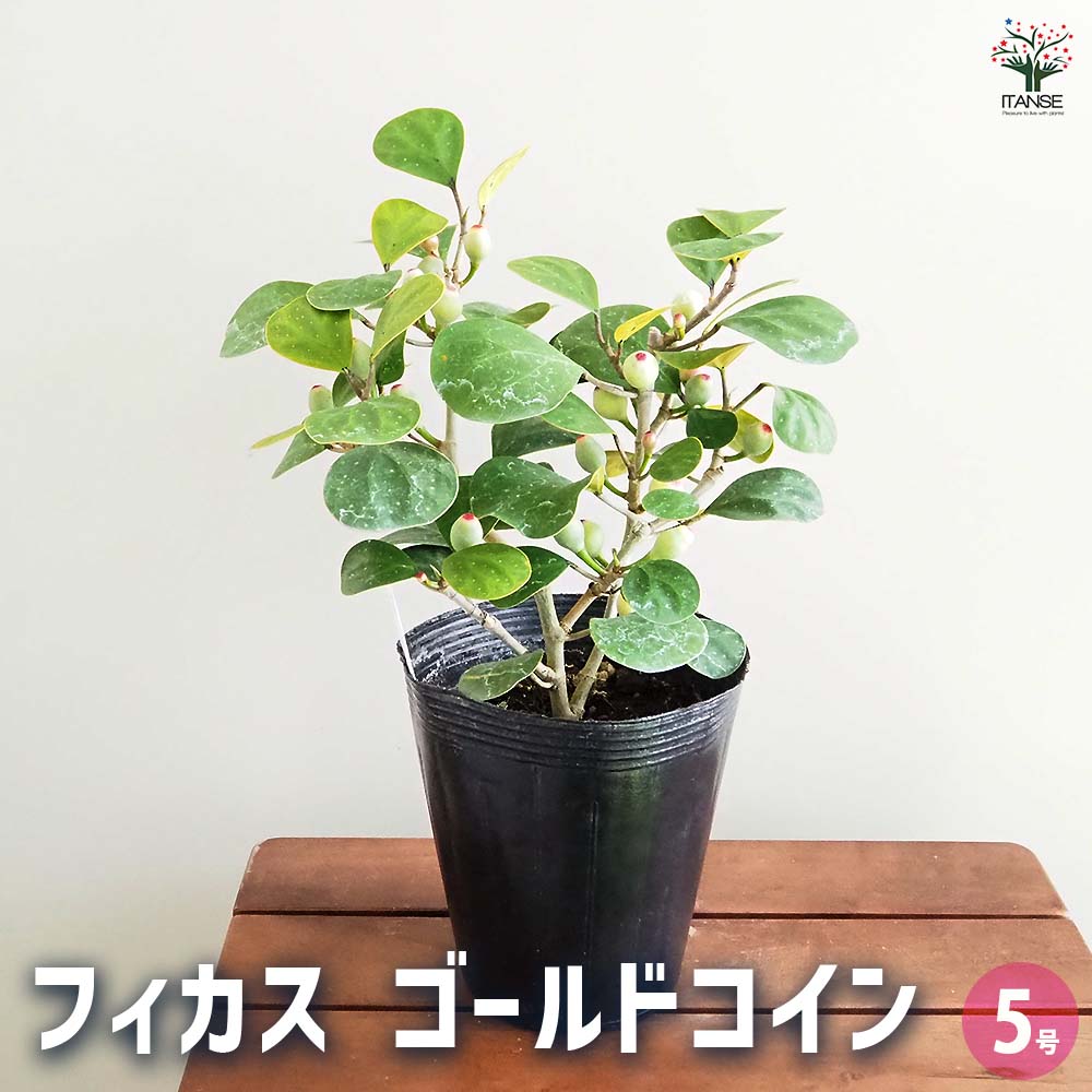 【楽天市場】【ポイント2倍★マラソン期間】フィカス ゴールドコイン 【 観葉植物 5号／1個売り 】 リビング オフィス 事務所 インテリア お祝い 新築祝い 引越し祝い 結婚祝い 新生活 ...