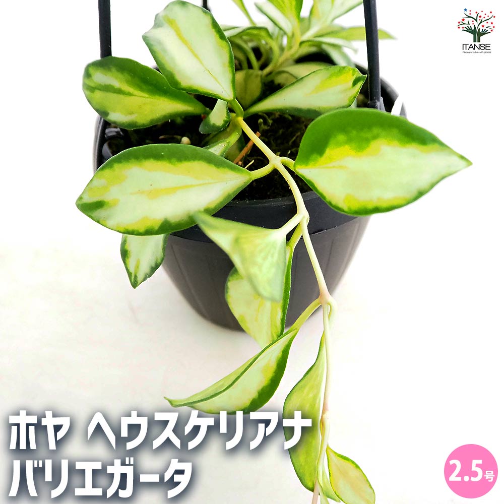 【楽天市場】【送料無料】ホヤ ヘウスケリアナ バリエガータ 吊り 【 観葉植物 2.5号／1個売り 】 サクララン ワックスプラント ワックスフラワー ガーデニング 鑑賞 栽培：植物販売の ...