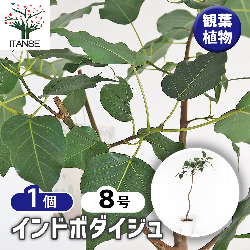 【楽天市場】【SS期間全品10％OFF】インドボダイジュ 【 観葉植物 8号／1個売り 】 リビング オフィス 事務所 インテリア 大型 おしゃれ 初心者 育てやすい ガーデニング 御祝 お ...