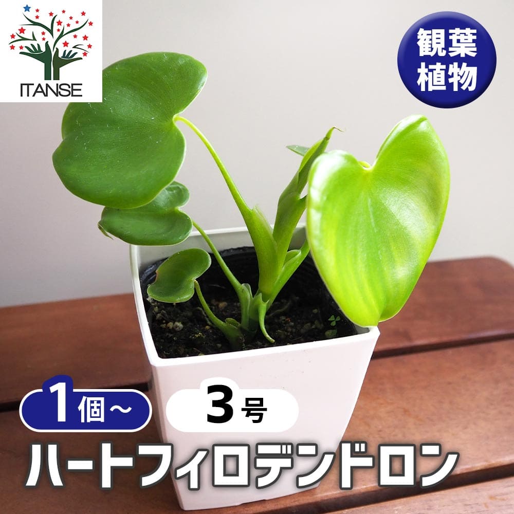 【楽天市場】【送料無料】ハートフィロデンドロン 【 観葉植物 3号 】 フィロデン リビング オフィス 事務所 インテリア 室内：植物販売のITANSE楽天市場店