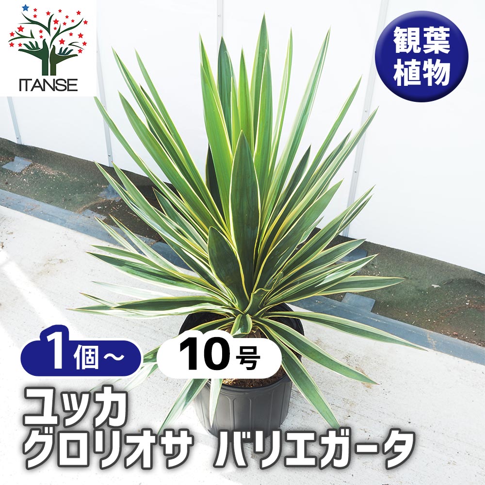 【楽天市場】【送料無料】 ユッカ グロリオサ バリエガータ 【 観葉植物 10号／1個売り 】 ゆっか リビング 事務所 大型 おしゃれ お祝い インテリアグリーン 幸福の木：植物販売の ...