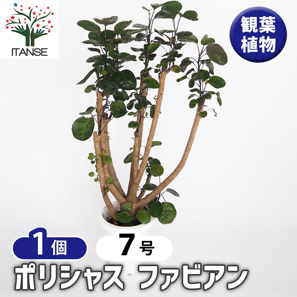 【楽天市場】【SS期間全品10％OFF】 ポリシャス ファビアン 【 観葉植物 7号／1個売り 】 リビング オフィス 事務所 インテリア お祝い 新築祝い 引越し祝い 結婚祝い 新生活：植物 ...