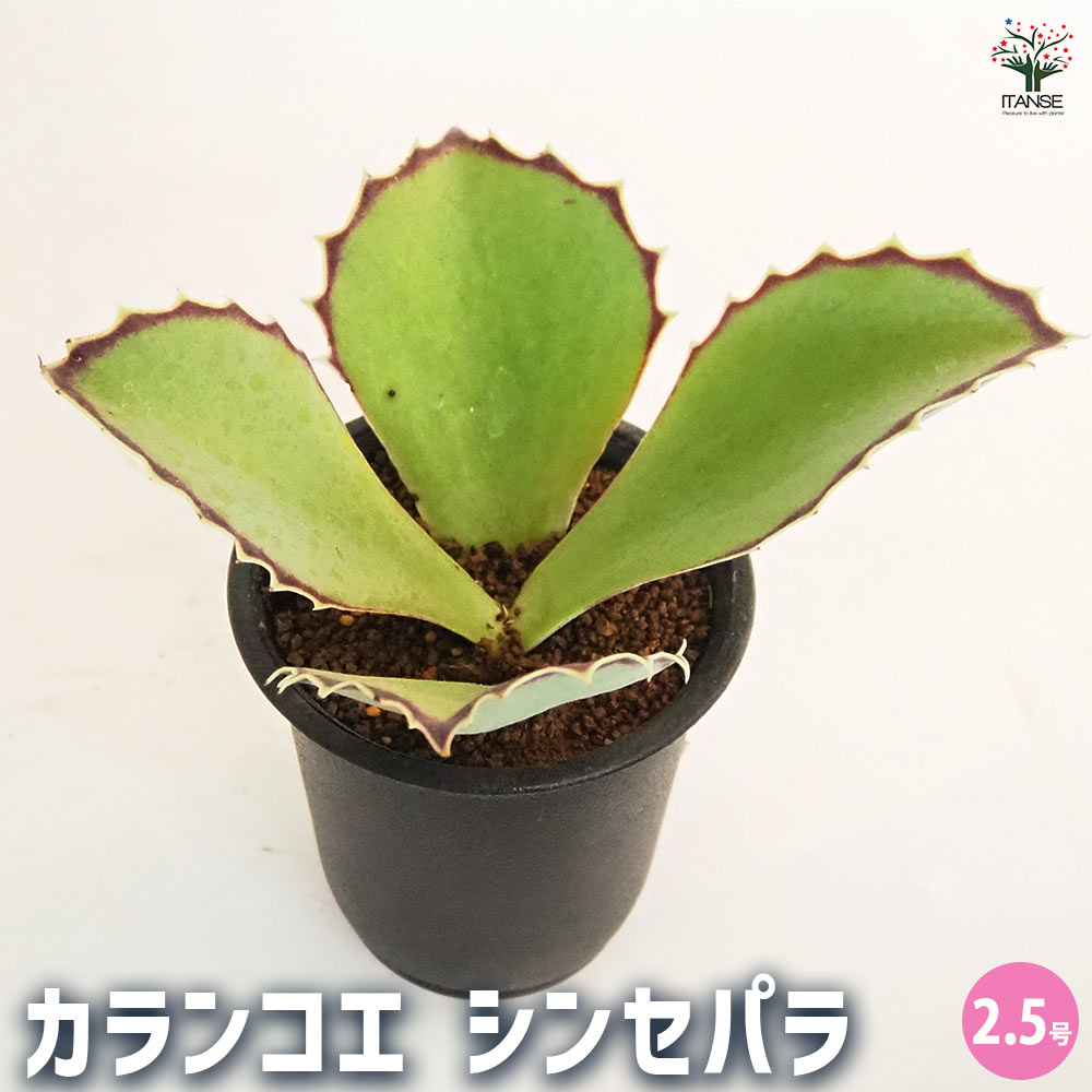 【楽天市場】【送料無料】カランコエ シンセパラ 【 多肉植物 2.5号／1個売り 】 カラーリーフ ガーデニング 鑑賞：植物販売のITANSE楽天市場店