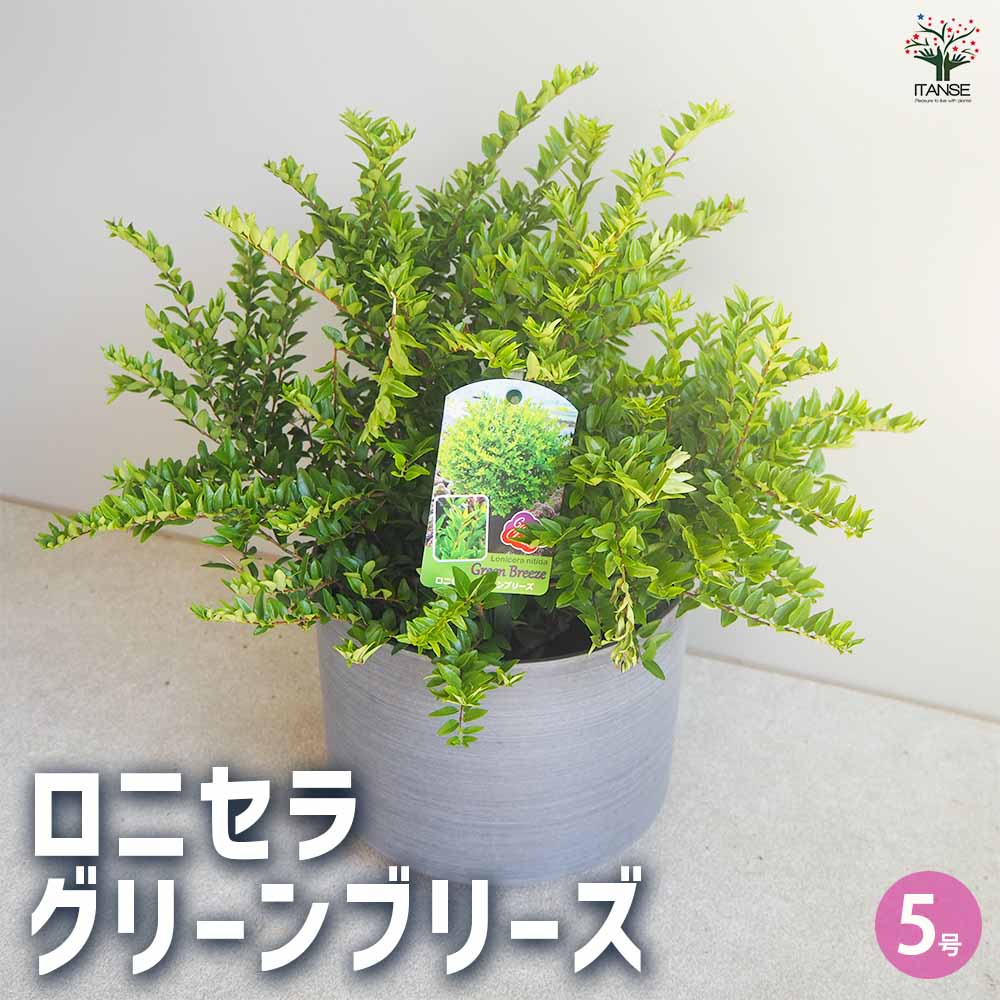 【楽天市場】ITANSE ロニセラ ニティダ ガーデンクラウド グリーンブリーズ 花苗 5号ポット 1個売り 花木の苗 庭木の苗 庭木苗 ロニセラ ガーデンクラウド ボックス ハニーサックル ...