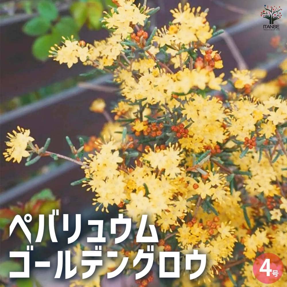 【楽天市場】ITANSE ペバリュウム ゴールデングロウ 花木苗 4号ポット 1個売り ペバリュウム ゴールデングロウ ゴールデングロー フェバリウム スクアムロムス 送料無料 即納：植物販売 ...
