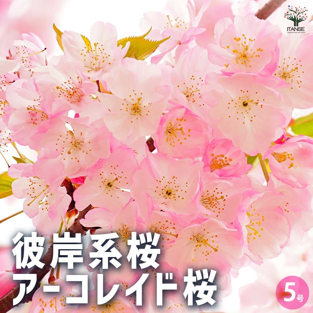 【楽天市場】ITANSE 彼岸系桜 アーコレイド桜 花木苗 接木苗5号ポット 1個売り 花木 花木苗 花木 サクラ さくら ガーデニング 送料無料 即納：植物販売のITANSE楽天市場店