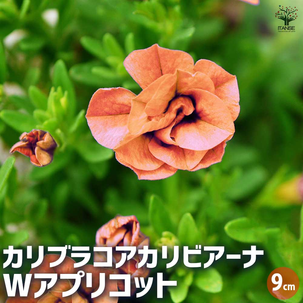 【楽天市場】ITANSE カリブラコア カリビアーナ Wアプリコット 花苗 9cmポット お買い得3個セット 非耐寒性多年草 ( 一年草扱い ) 分枝性に優れていて何度もピンチしても、簡単に ...