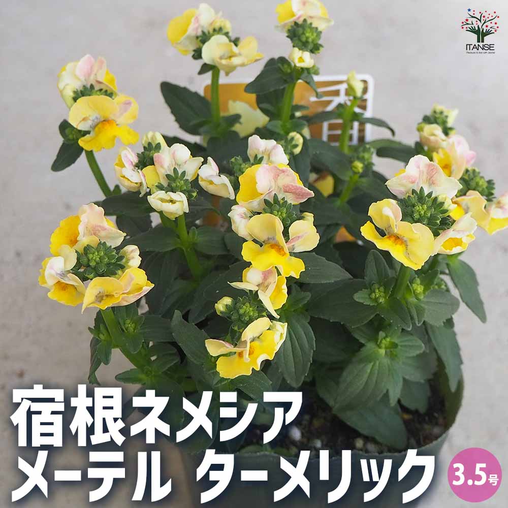 【楽天市場】ITANSE 宿根ネメシア メーテル ターメリック 花苗 3.5号ポット ネメシア属 ゴマノハグサ科 園芸品種 カラーリーフ ガーデニング 送料無料 即納：植物販売のITANSE楽天市場店