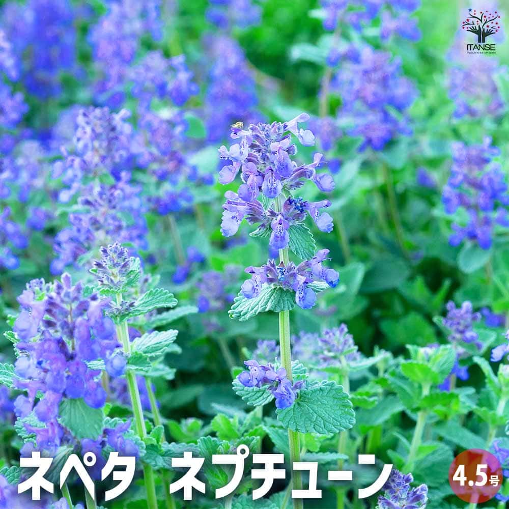 【楽天市場】ITANSE ネペタ ネプチューン 花木苗 4.5号ポット キャットミント イヌハッカ 多年草 宿根草 送料無料 即納：植物販売のITANSE楽天市場店