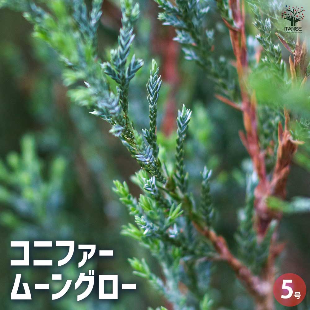 【楽天市場】ITANSE コニファー ムーングロー 花苗 5号ポット 1個売り 常緑 針葉樹 クリスマスツリーにしたり、クリスマスリースとしても使用されます 送料無料 即納：植物販売の ...