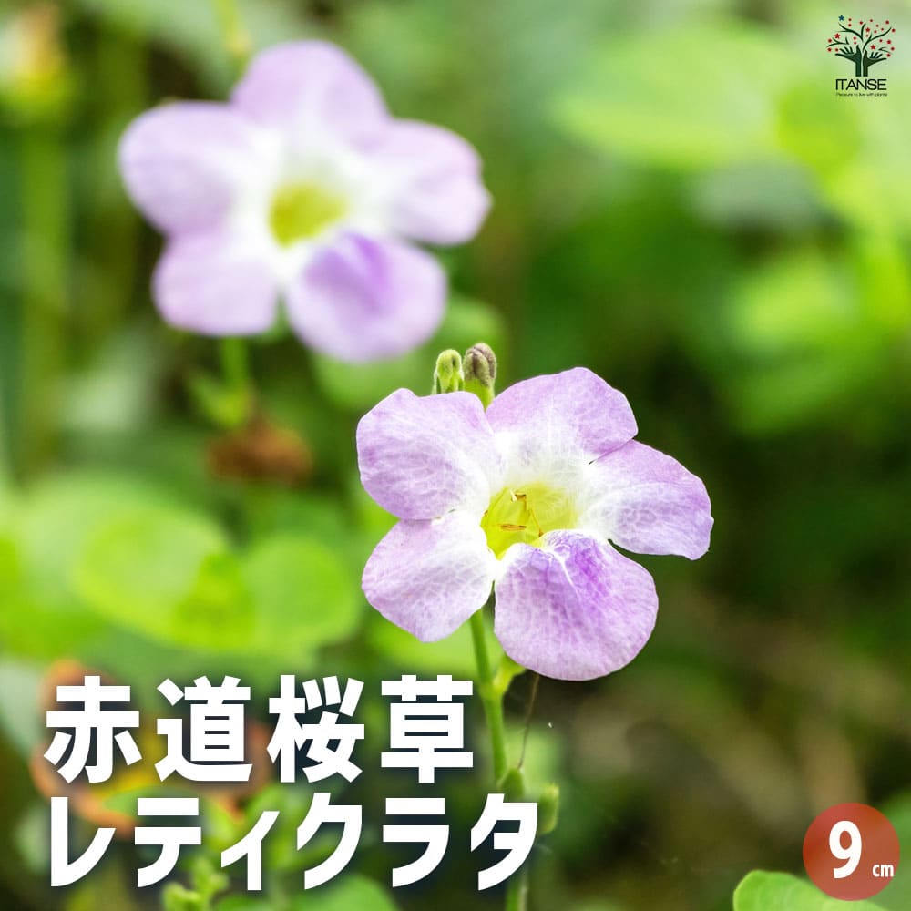 【楽天市場】【送料無料】赤道桜草 レティクラタ 花木苗 9cmポット 2個セット 花苗 花の苗 赤道桜草 寄植え 地植え 鉢植え 庭植え 庭作り 玄関 送料無料 即納：植物販売のITANSE楽天市場店
