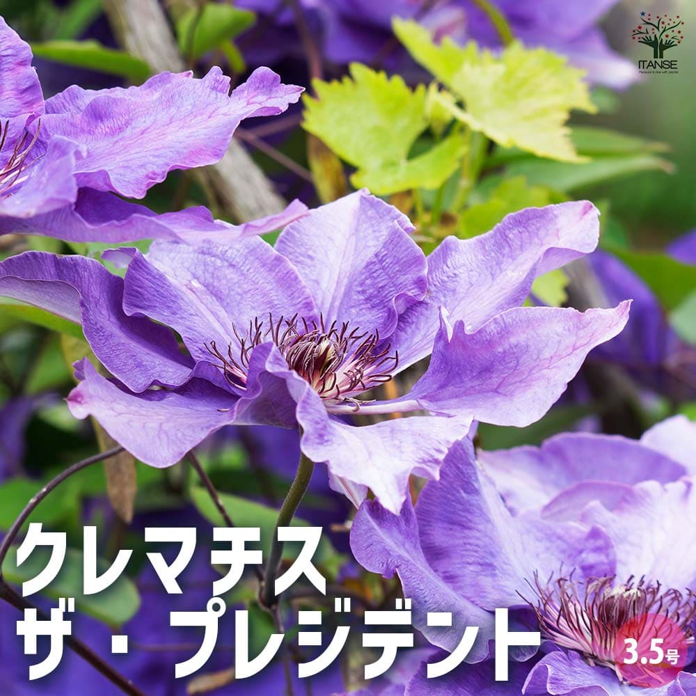 【楽天市場】ITANSE クレマチス ザ プレジデント 花木苗 3.5号ポット 1個売り 花の苗 花木の苗 花木 風車 カザグルマ 鉄線 テッセン 送料無料 即納：植物販売のITANSE楽天市場店