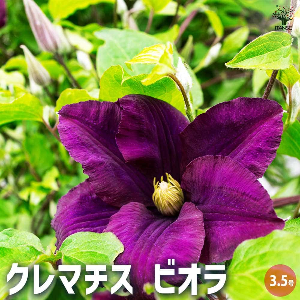【楽天市場】ITANSE クレマチス ビオラ 花木苗 3.5号ポット 1個売り 花の苗 花木の苗 花木 風車 カザグルマ 鉄線 テッセン 送料無料 即納：植物販売のITANSE楽天市場店