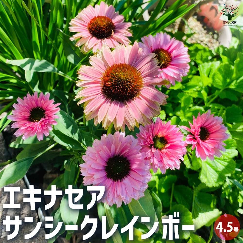 【楽天市場】ITANSE エキナセア サンシークレインボー 花苗 4.5号ポット 花の苗 紫馬簾菊 ムラサキバレンギク パープルコーンフラワー 送料無料 即納：植物販売のITANSE楽天市場店
