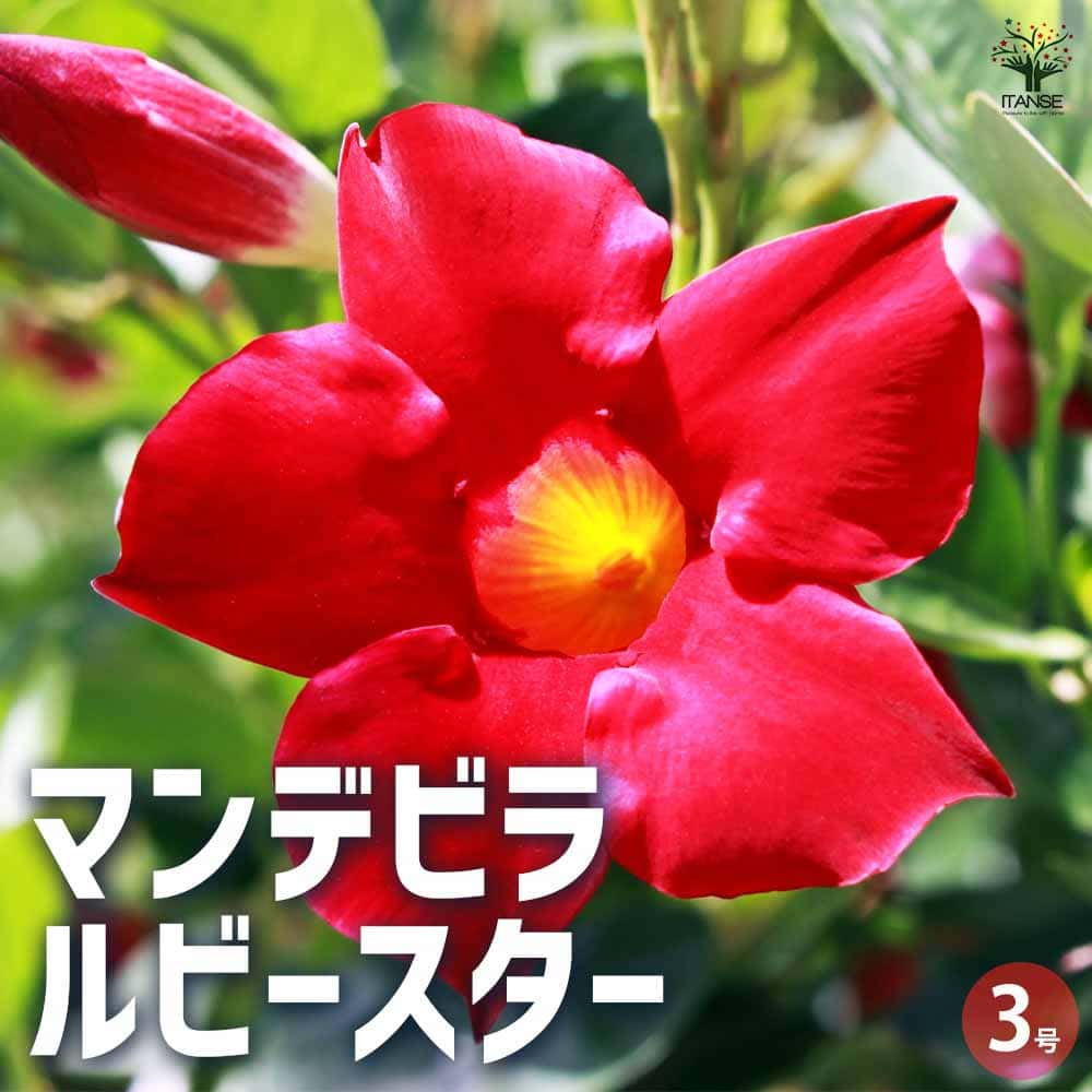 【楽天市場】ITANSE マンデビラ ルビースター 花苗 3号ポット 花木 花の苗 花木の苗 多年草 ツル性 送料無料 即納：植物販売のITANSE楽天市場店