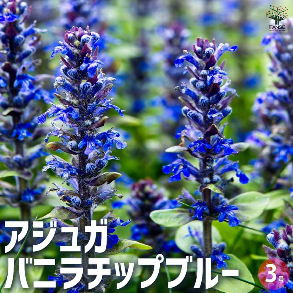 【楽天市場】ITANSE アジュガ バニラチップブルー 花苗 3号ポット アユガ 西洋キランソウ 十二単 西洋十二単 Ajuga reptans Burgundy Glow ガーデニング 送料 ...