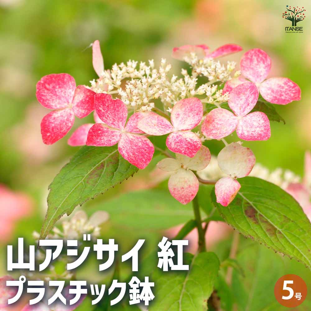 【楽天市場】ITANSE 山アジサイ 紅 プラ鉢 花木苗 5号鉢 1個売り 花木 花木の苗 花の苗 ヤマアジサイ 山紫陽花 沢紫陽花 送料無料 即納：植物販売のITANSE楽天市場店