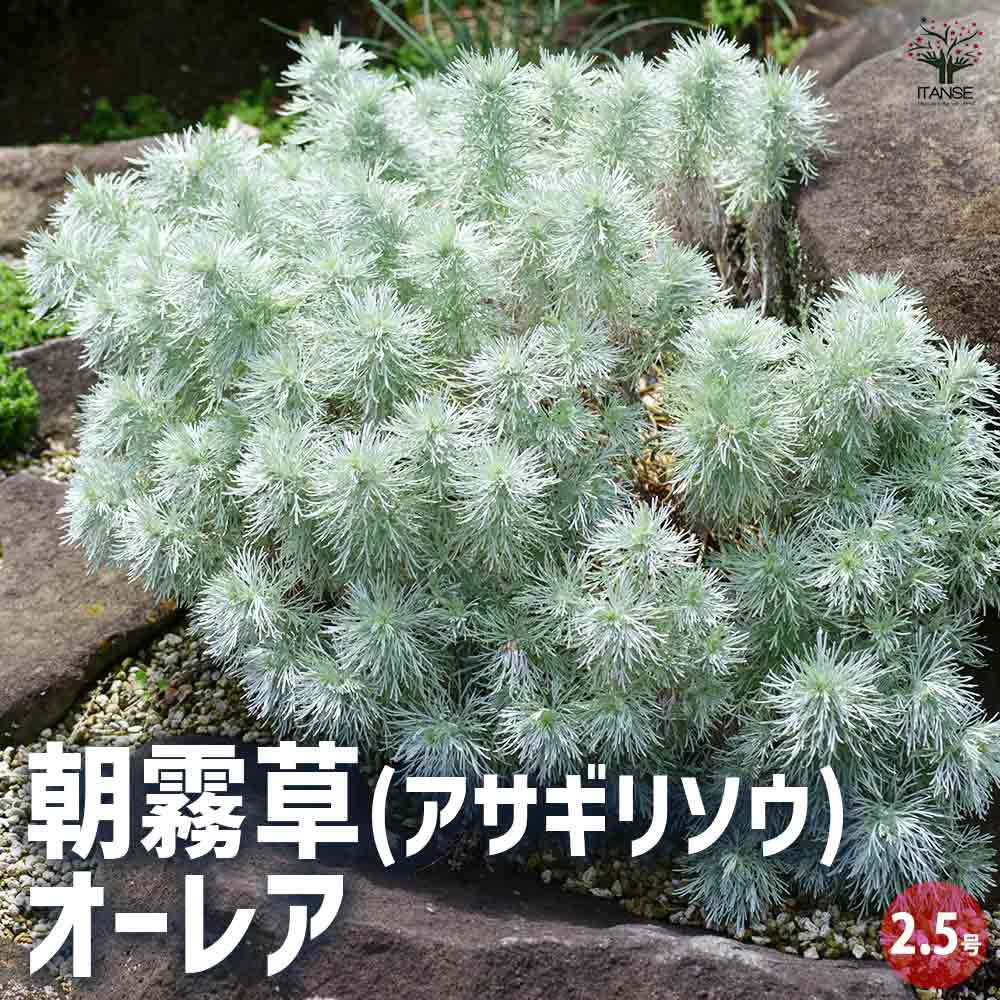 【楽天市場】ITANSE 朝霧草 ( アサギリソウ ) オーレア 花苗 2.5号 アルテミシア、ハクサンヨモギ 細い繊細な葉は全体を白い毛で覆われていてシルバーリーフがとても美しい 送料無料 ...