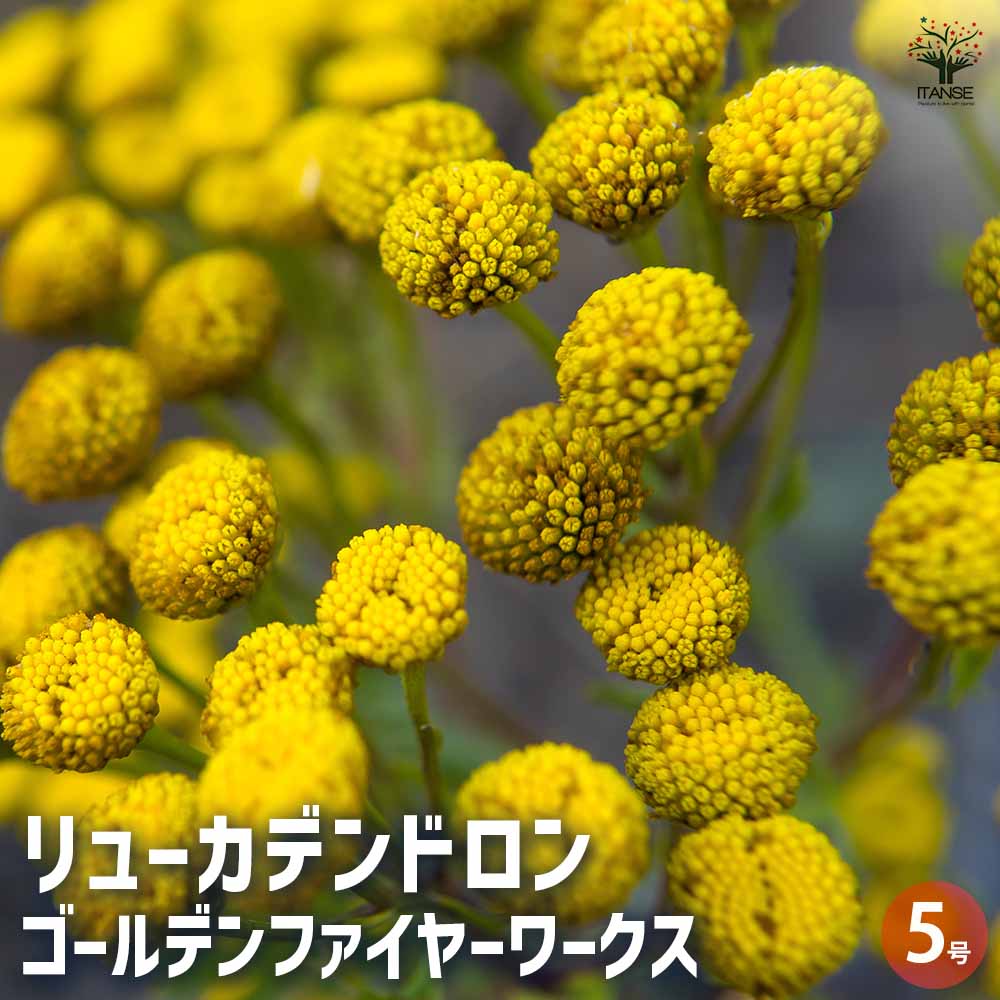 【楽天市場】【送料無料】リューカデンドロン Gファイヤーワークス 【花木苗 5号／1個売り】：植物販売のITANSE楽天市場店