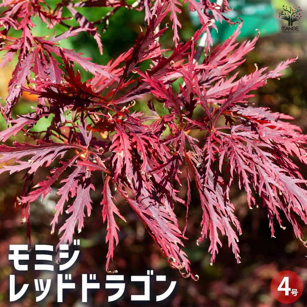 【楽天市場】【送料無料】モミジ レッドドラゴン 花木苗 4号 1個売り 送料無料 即納：植物販売のITANSE楽天市場店