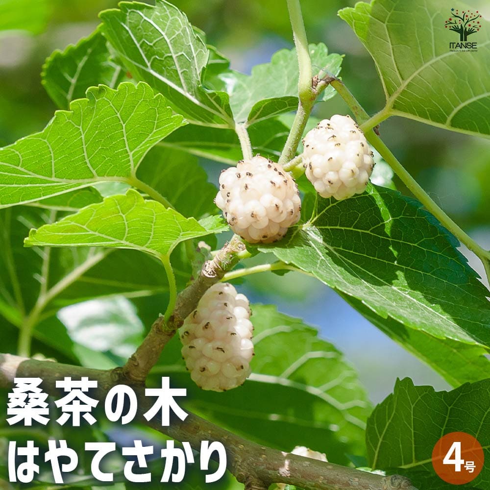【楽天市場】【P2倍★マラソン中】ITANSE 桑茶の木 はやてさかり 花木苗 4号 1個売り 送料無料 即納：植物販売のITANSE楽天市場店