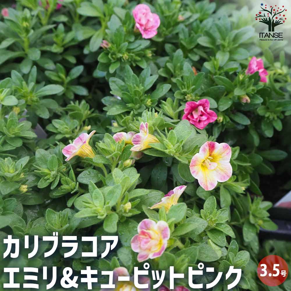 【楽天市場】ITANSE カリブラコア エミリ&キューピットピンク 花苗 3.5号 送料無料 即納：植物販売のITANSE楽天市場店