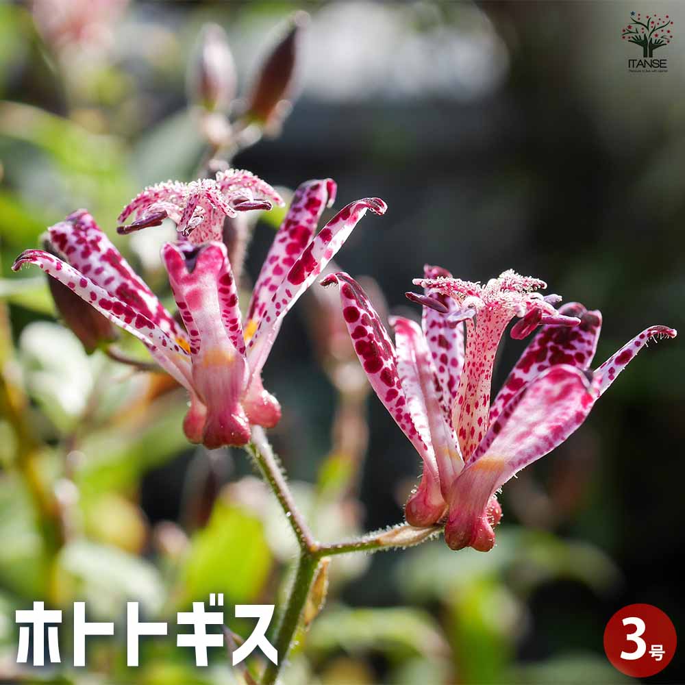 【楽天市場】【送料無料】ホトトギス 【花苗 3号】：植物販売のITANSE楽天市場店