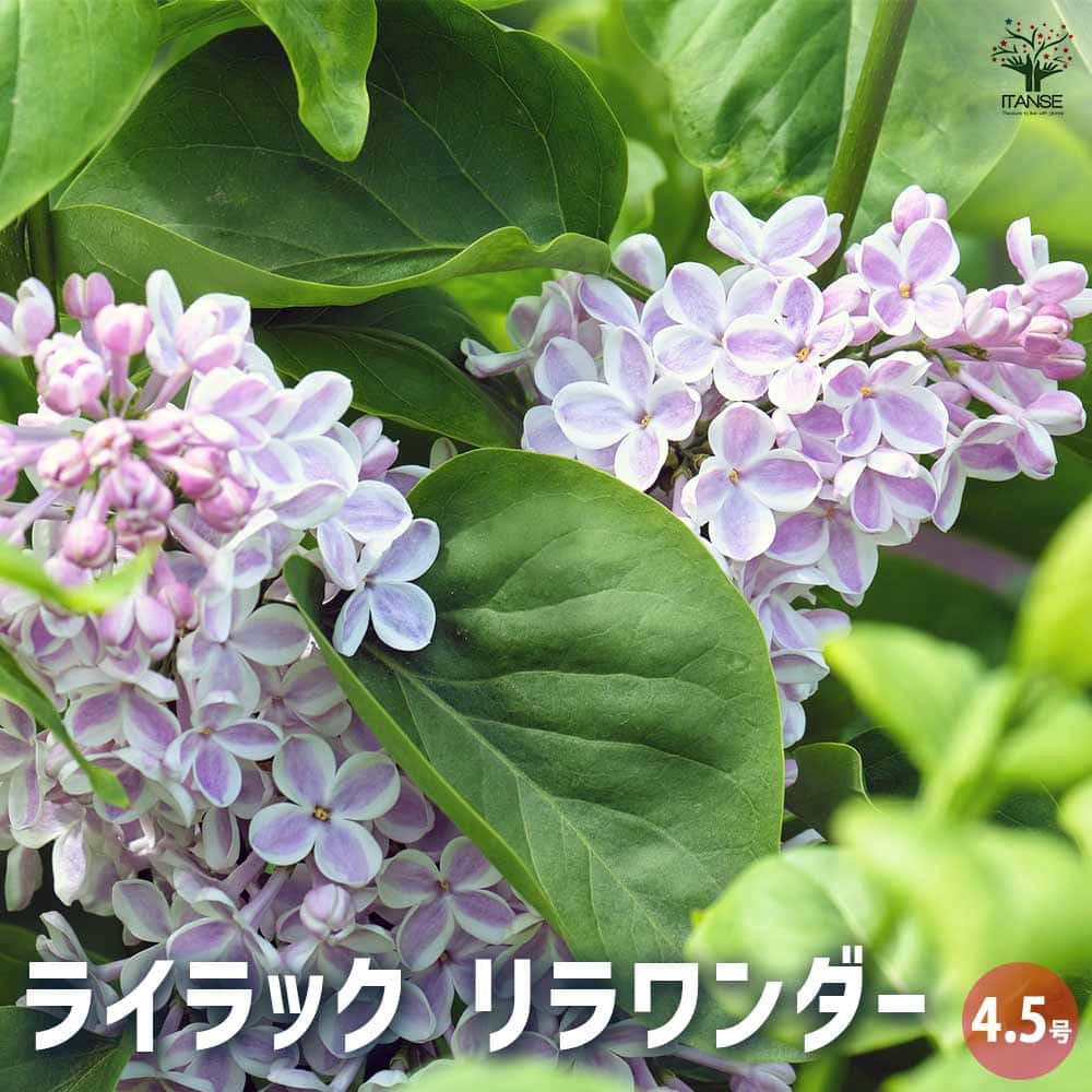 【楽天市場】ITANSE ライラック リラワンダー 花木苗 4.5号 送料無料 即納：植物販売のITANSE楽天市場店