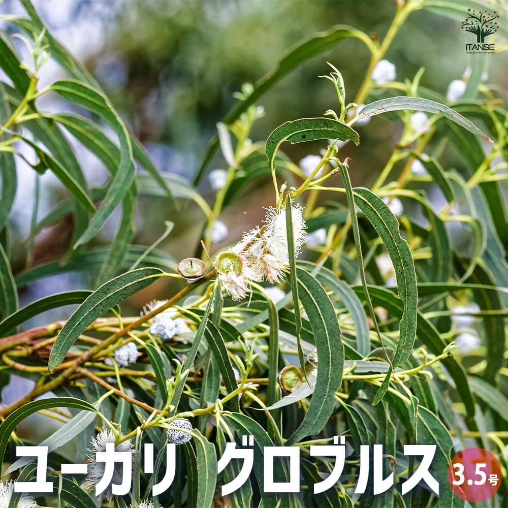 【楽天市場】ITANSE ユーカリ グロブルス 花木苗 3.5号ポット ユーカリ ユーカリの苗 ユーカリの苗木 グニー グニユーカリ グニーユーカリ 庭木 送料無料 即納：植物販売の ...