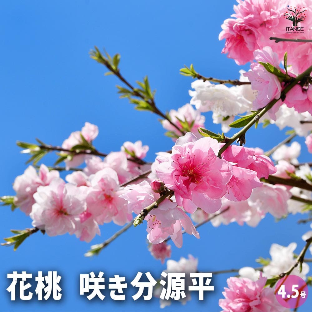 【楽天市場】ITANSE 花桃 咲き分源平 花木苗 4.5号ポット 1個売り 地植え 鉢植え ベランダ ガーデニング 花壇 庭園 プレゼント お祝い 祝 贈り物 誕生日 送料無料 即納：植物 ...
