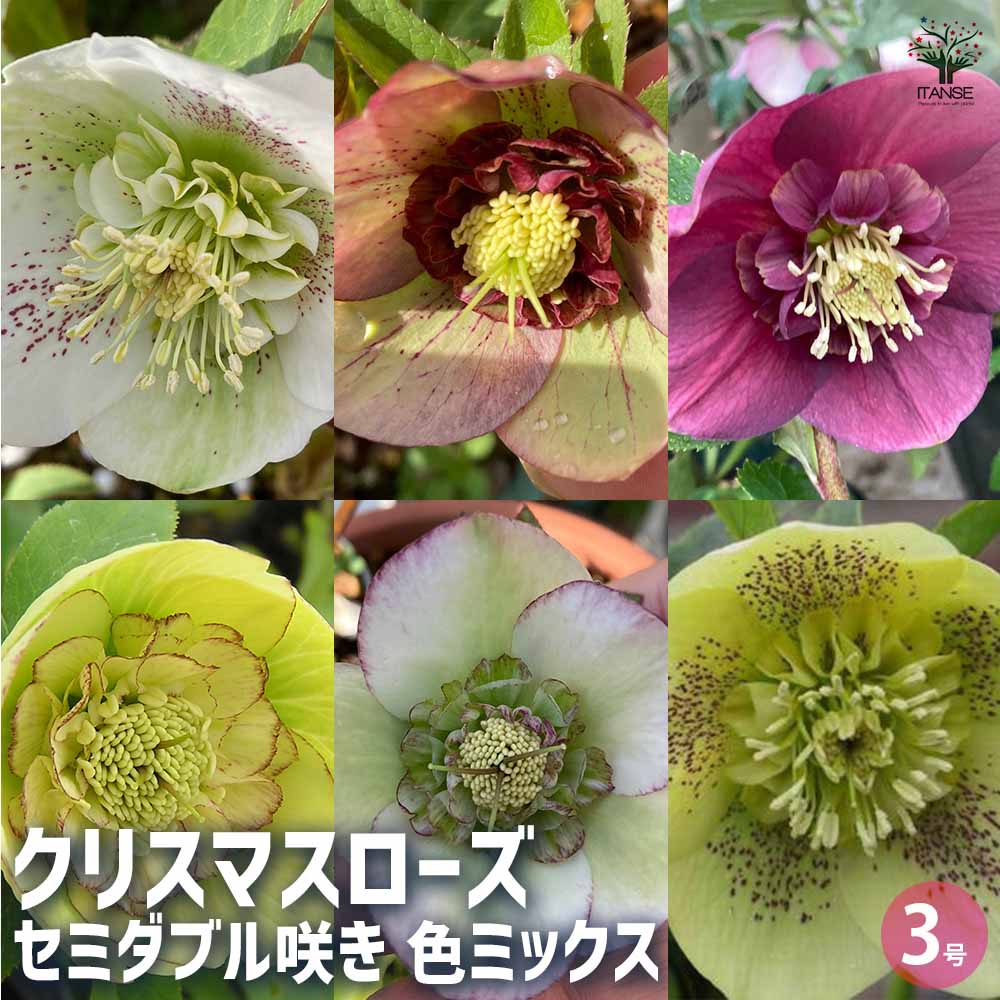 【楽天市場】ITANSE クリスマスローズ セミダブル咲きMIX 花苗 3号ポット クリスマスローズ苗 キンボウゲ ヘレボルス 多花性 カラーリーフ 生け垣 生垣 庭木 植木 花木 花壇 送料 ...