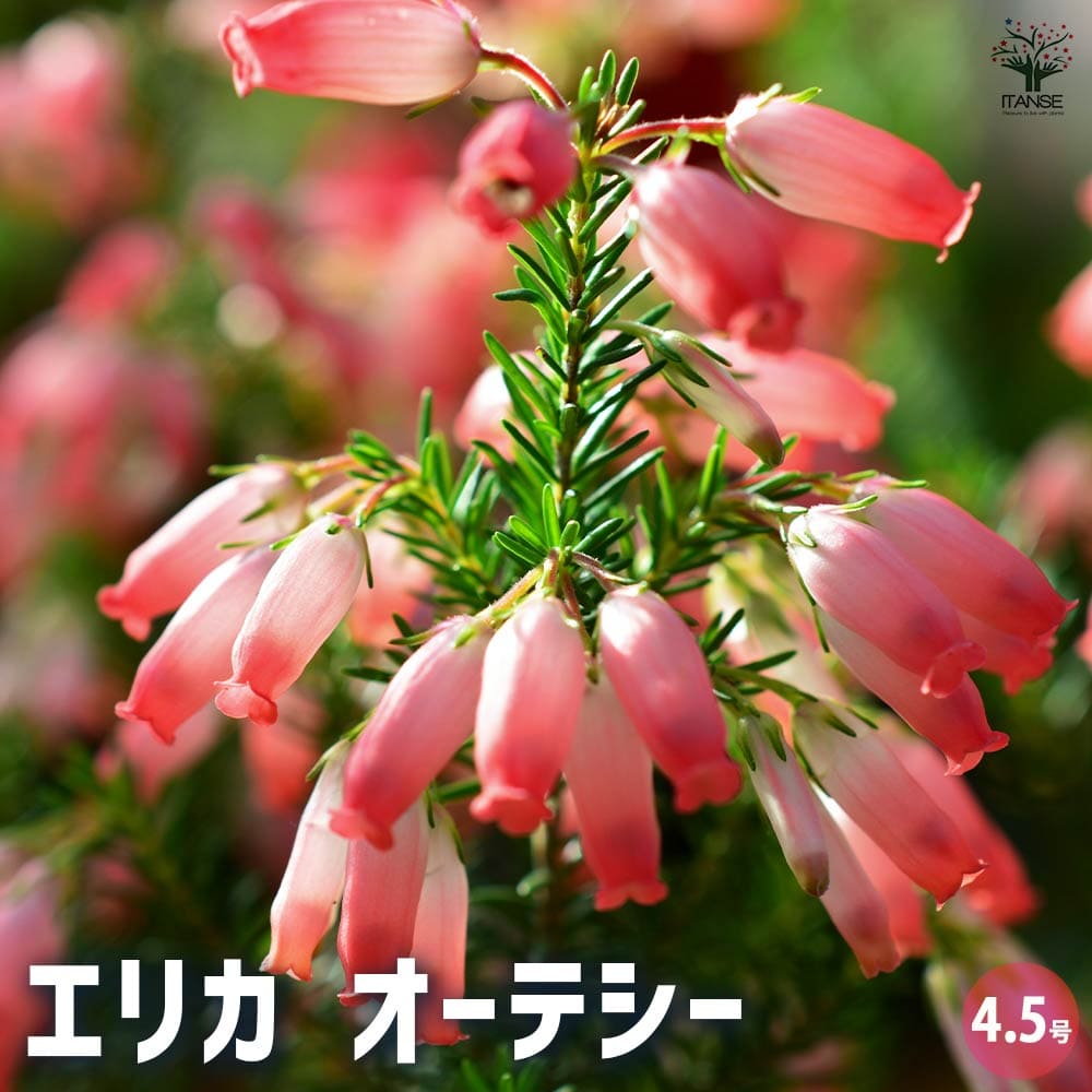 【楽天市場】ITANSE エリカ オーテシー 花木苗 3.5号ポット 園芸品種 寄せ植え 寄せ植え 苗木 花木 庭木 植木 盆栽 ガーデニング 鑑賞 栽培 庭園菜園 送料無料 即納：植物販売の ...