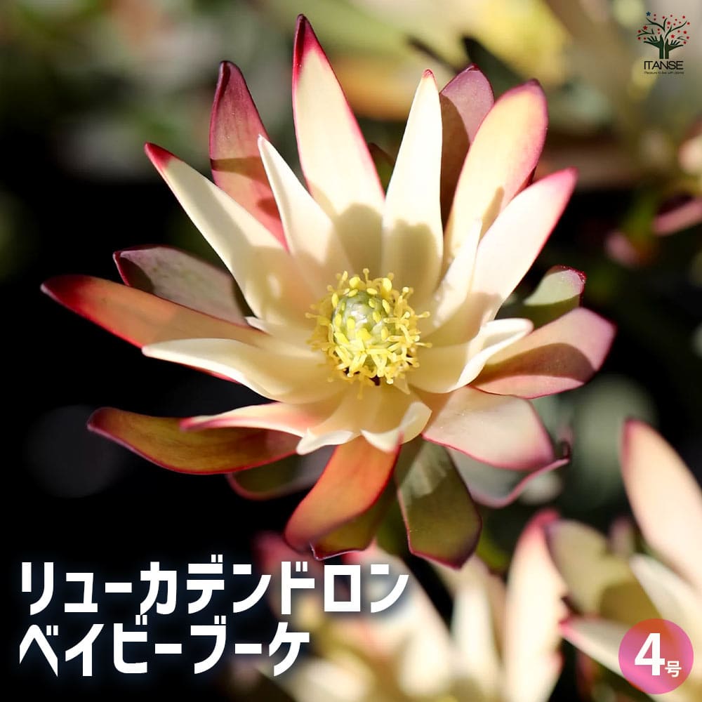 【楽天市場】ITANSE リューカデンドロン ベイビーブーケ 花木苗 4号鉢 1個売り 銀葉樹 ギンヨージュ ヤマモガシ フラワーアレンジメント 送料無料 即納：植物販売のITANSE楽天市場店